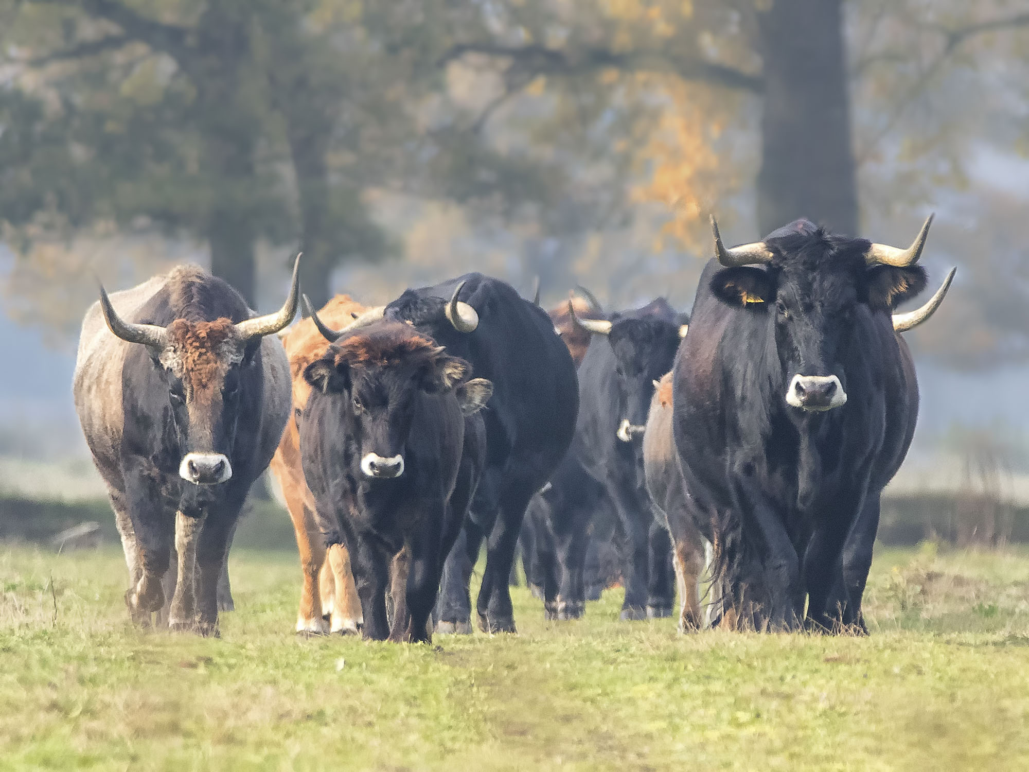 Taurossen schitteren in kerstnummer van BBC wildlifemagazine - Grazelands