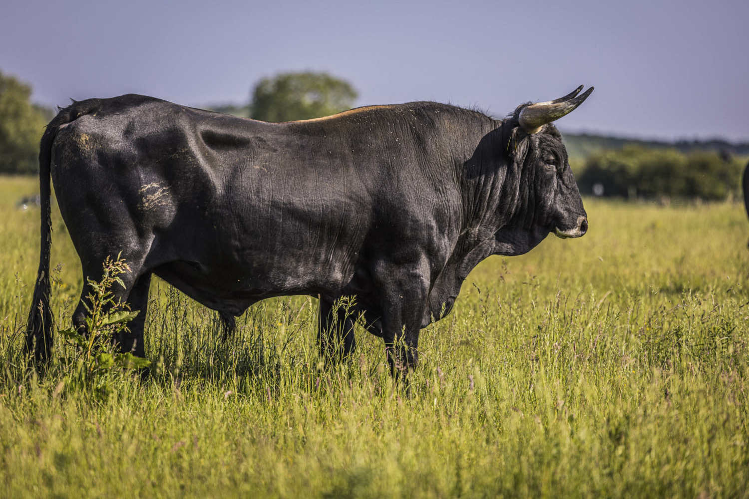 tauros program EN - Grazelands