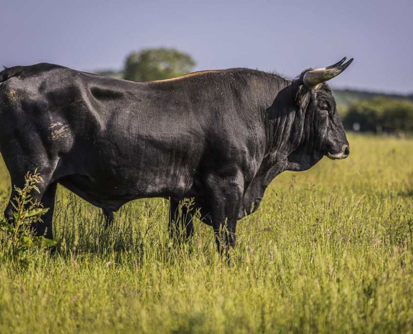 tauros program EN - Grazelands