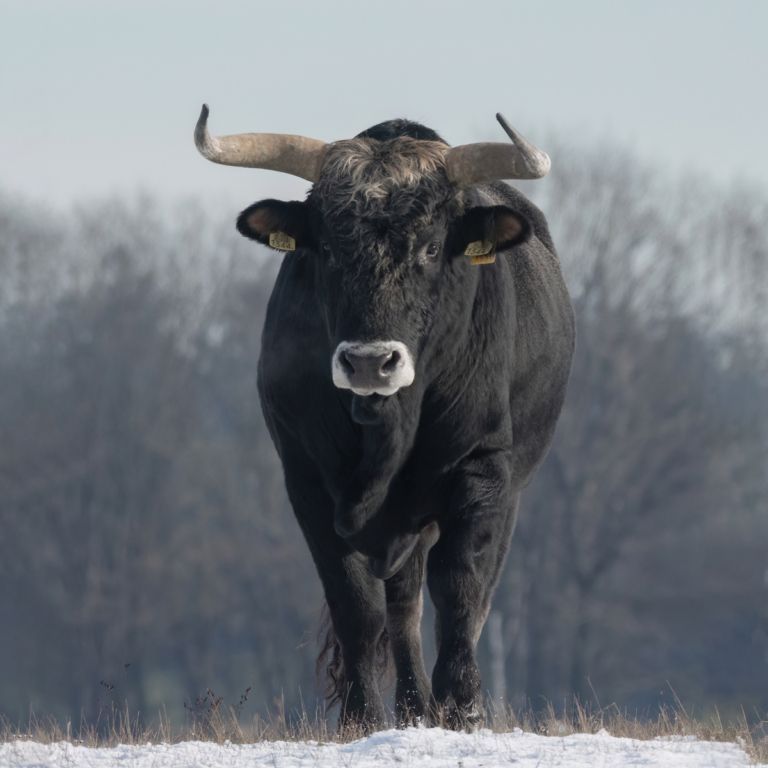 Herstel van Europa's landschap - Grazelands Rewilding